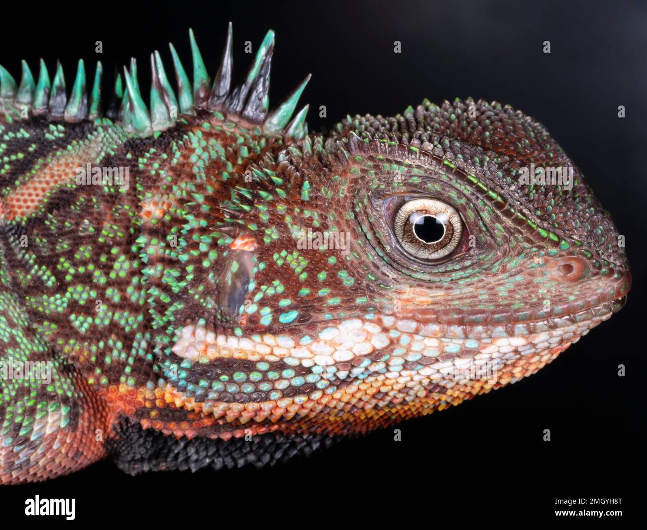 Amazon forest dragon (Enyalioides laticeps), close-up of head, Orellana ...