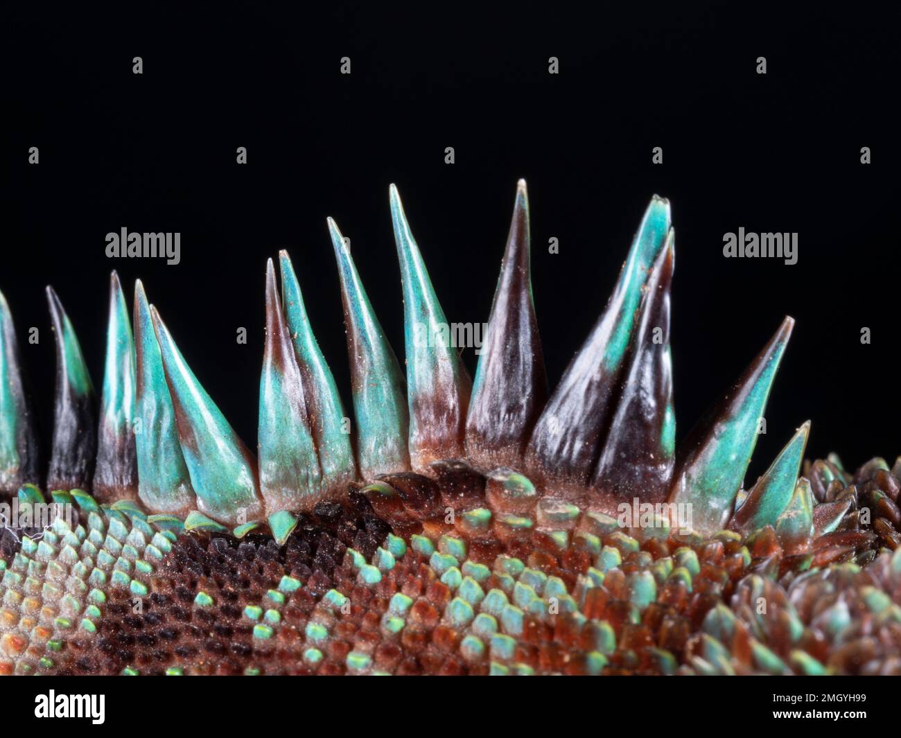 Amazon forest dragon (Enyalioides laticeps), detail of its scaly crest ...