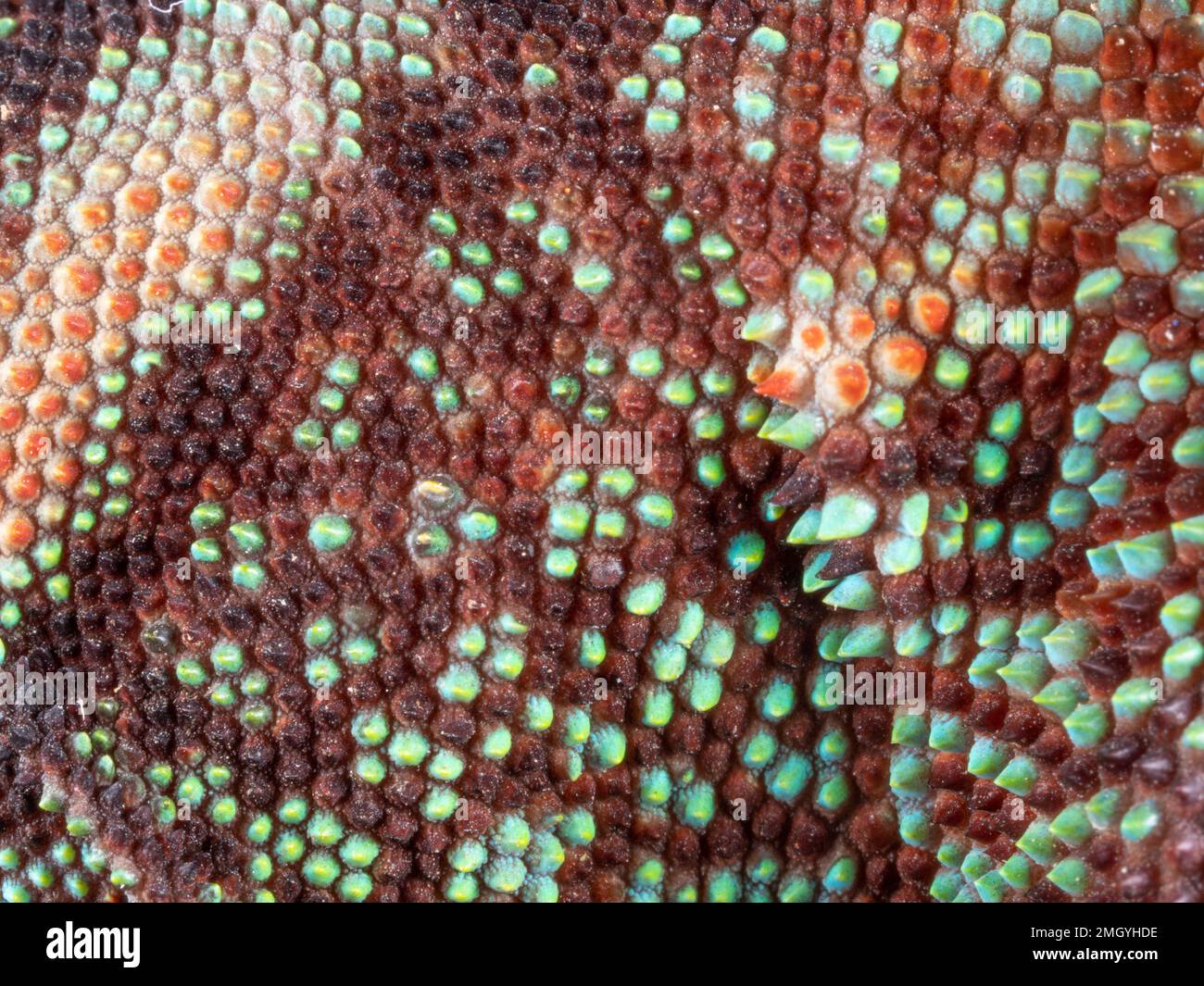Amazon forest dragon (Enyalioides laticeps), detail of body scales ...