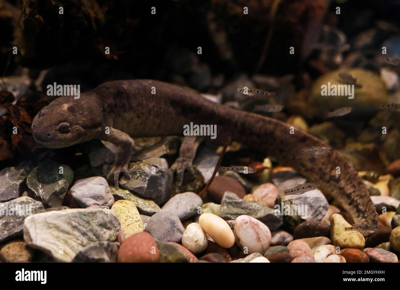 Axolotl museum hi-res stock photography and images - Alamy