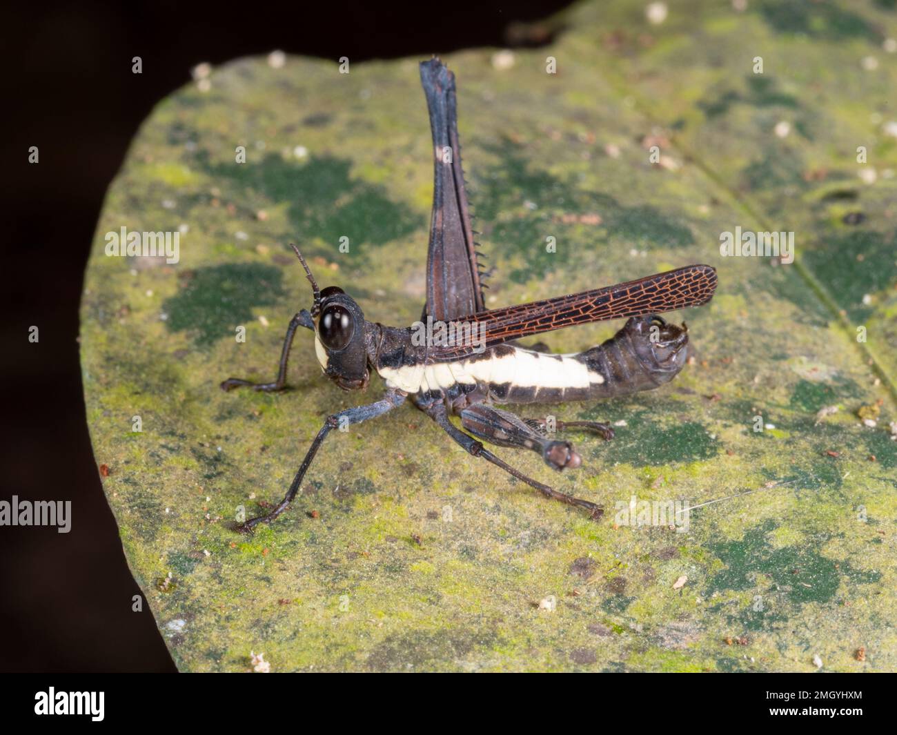 Rainforest grasshopper (Acrididae) In the rainforest, Orellana province ...