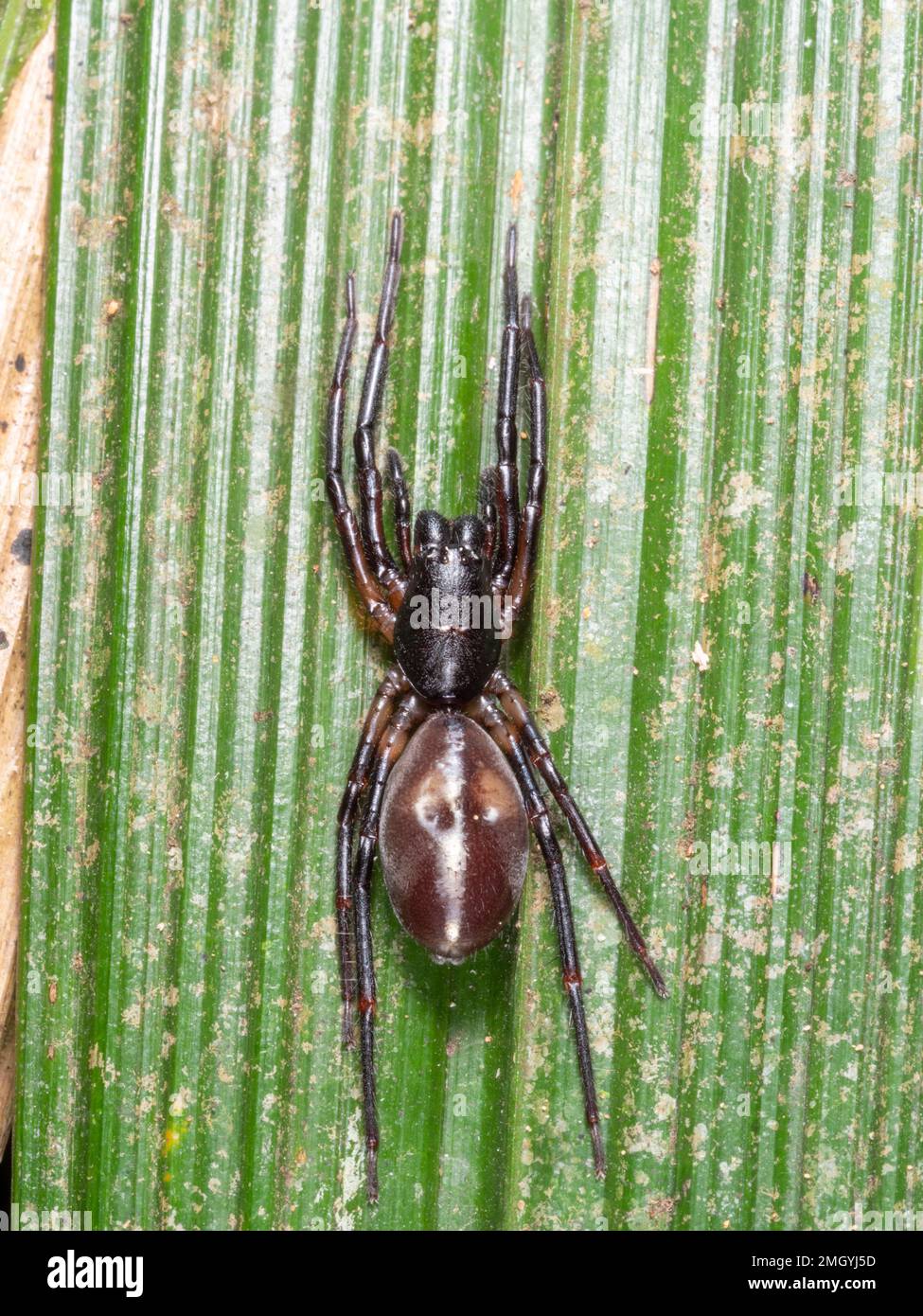 Ground spider (Corinnidae) on a palm leaf in the rainforest, Orellana ...