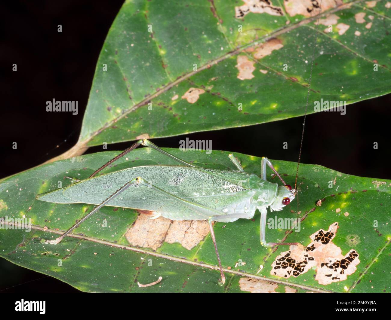 Green bush cricket (Tettigoniidae) on a leaf at night in the rainforest ...