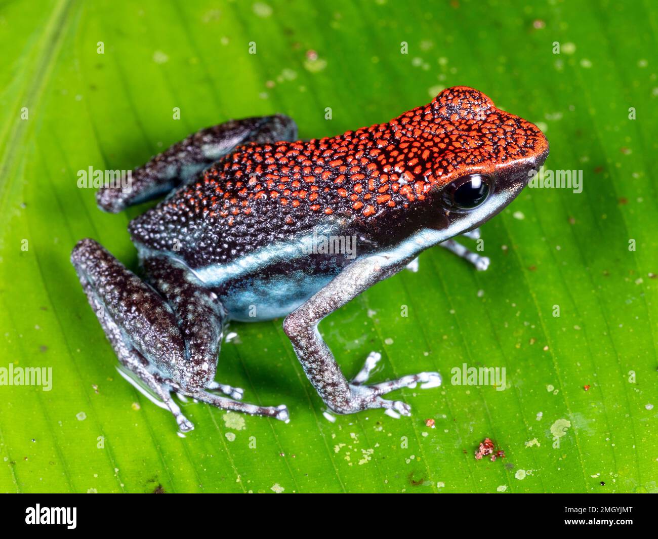 Ruby poison frog (Ameerega parvula) In tropical rainforest in the ...