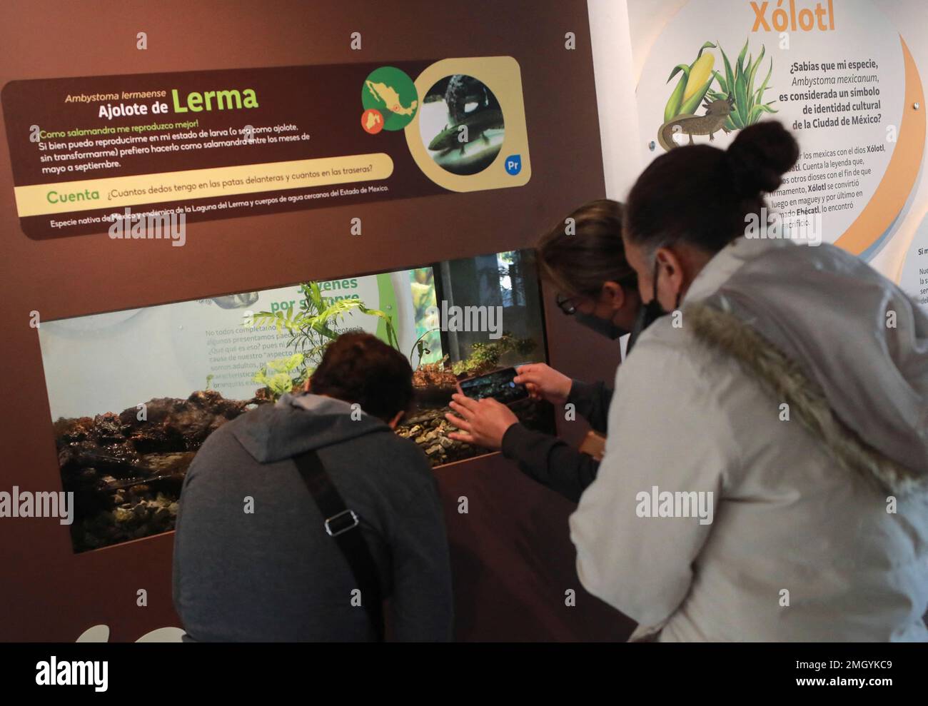 Axolotl museum hi-res stock photography and images - Alamy