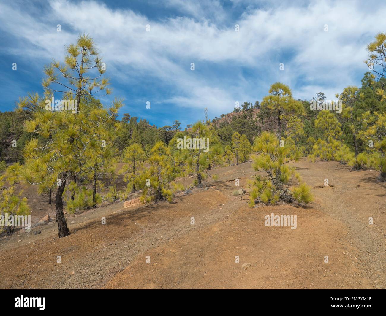Volcanic landscape and lush green pine tree forest at hiking trail to ...