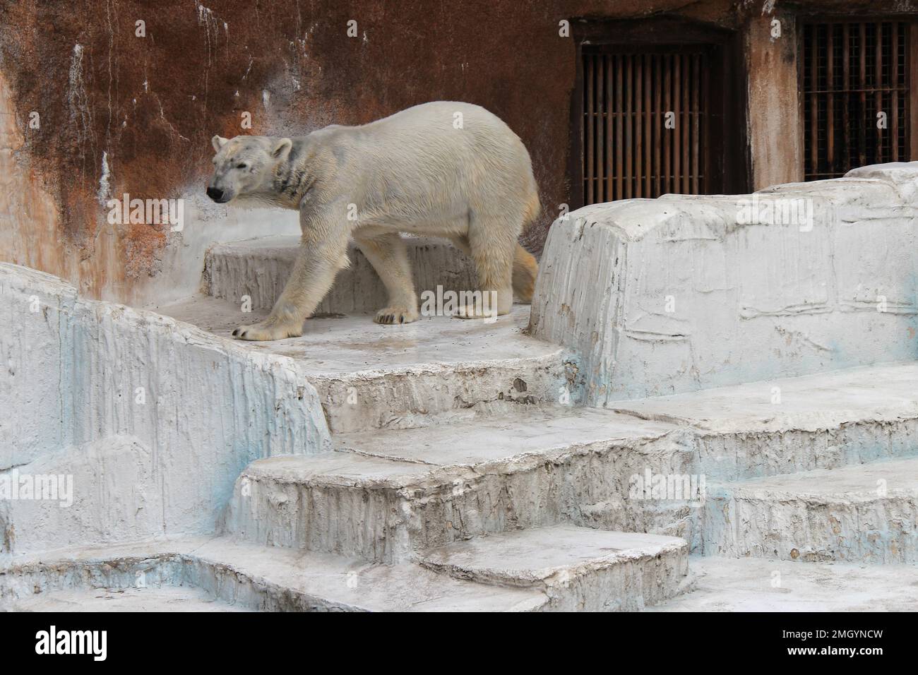 polar bear in a zoo in osaka (japan Stock Photo - Alamy