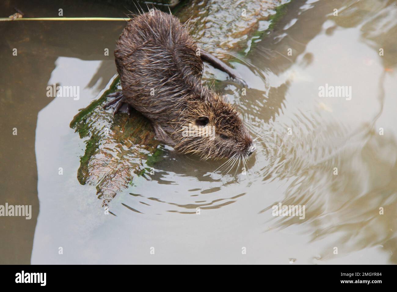 coypu in a zoo in osaka (japan Stock Photo - Alamy