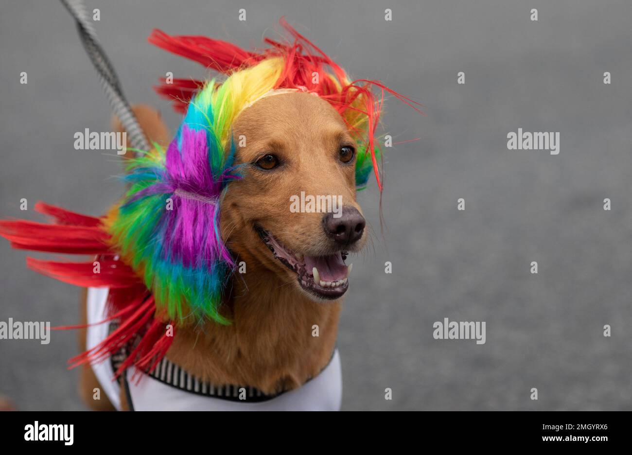 A dog named Capitao is dressed for carnival while participating in the ...