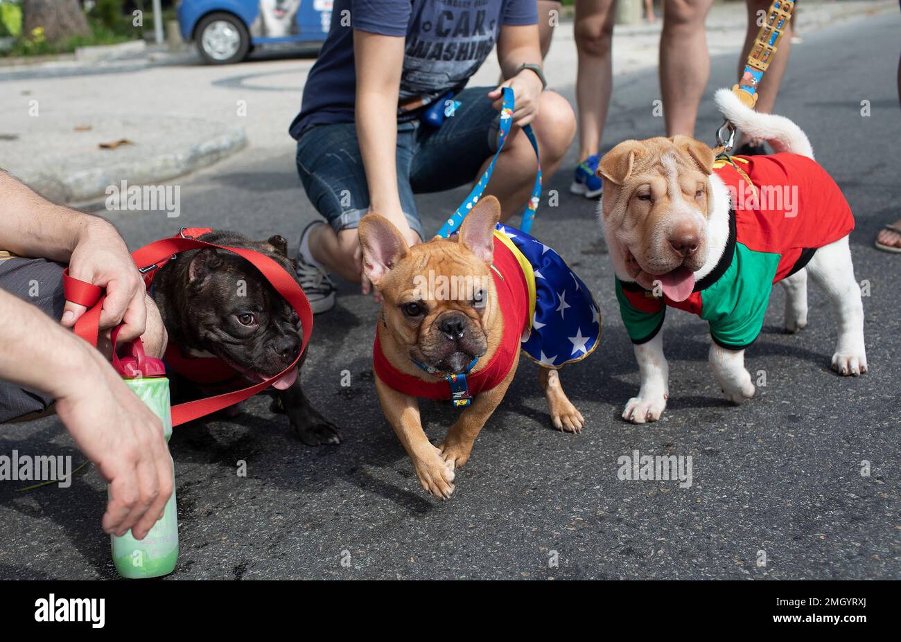 Costumed dogs participate in the "Blocao" dog carnival parade along ...
