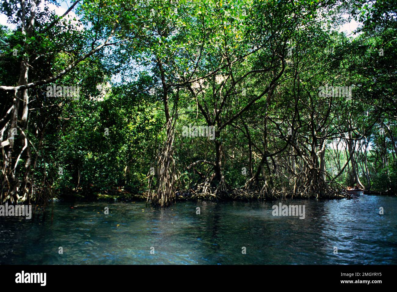Dominican Republic Mangrove Swamp And Lagoon Stock Photo - Alamy