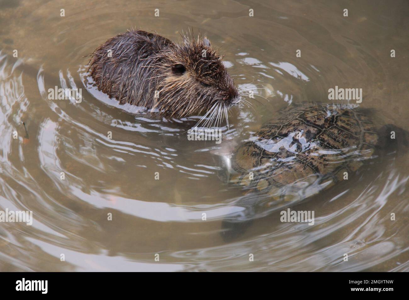 coypu in a zoo in osaka (japan Stock Photo - Alamy