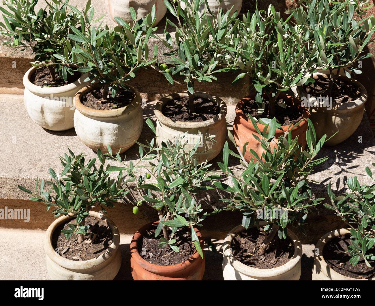 Olive trees in small pots in avignon street Stock Photo - Alamy