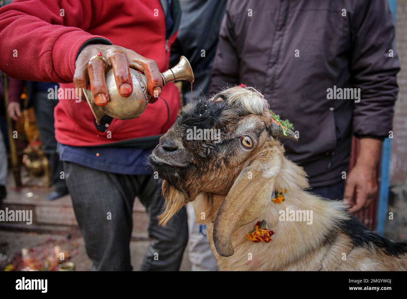Bhaktapur, Nepal. 26th Jan, 2023. A man pours holy water on a goat ...