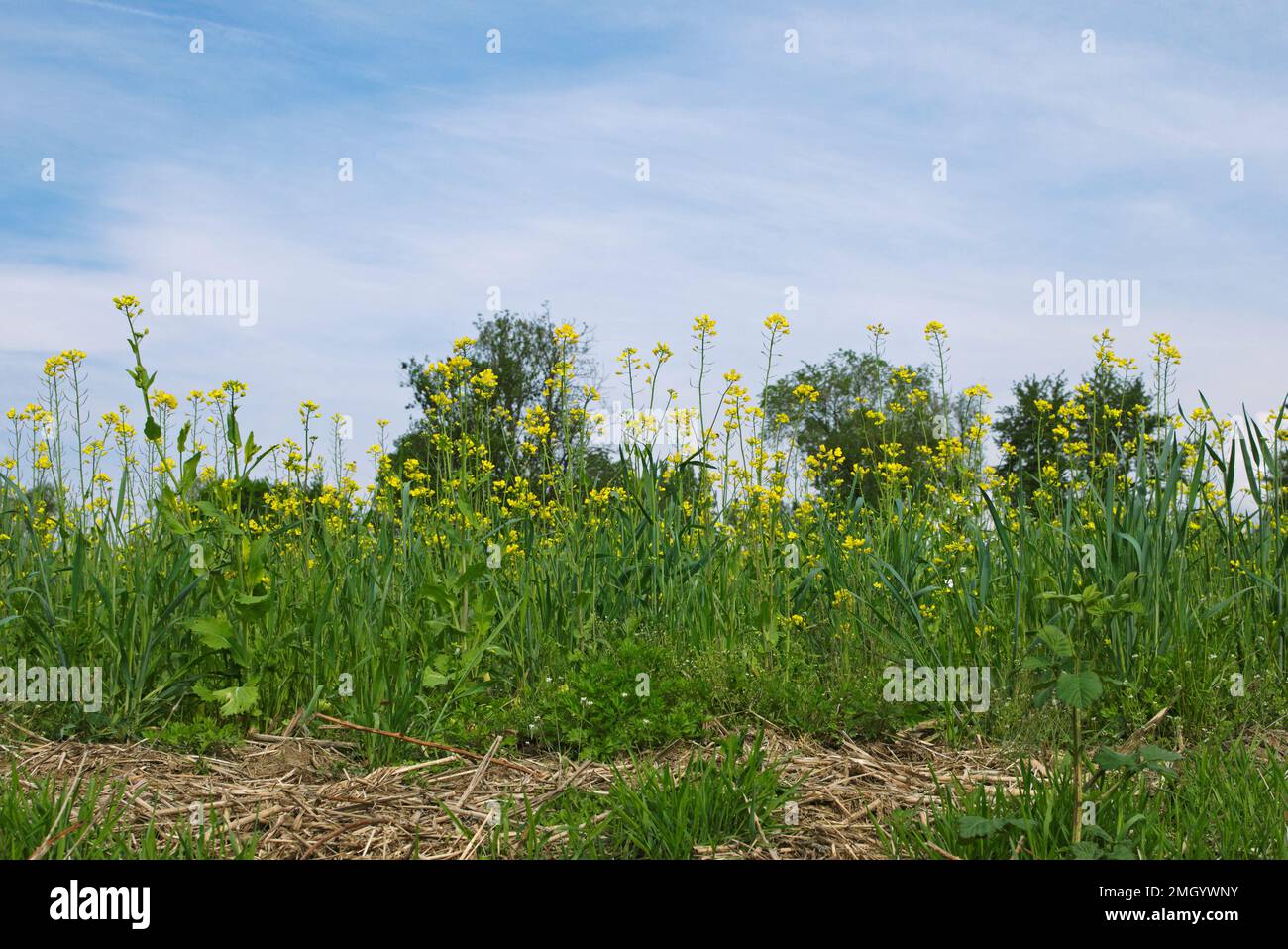 Buttercups in grass hi-res stock photography and images - Alamy