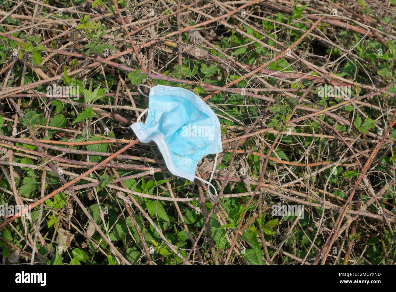 surgical disposable face mask with elastic bands caught in a bramble ...