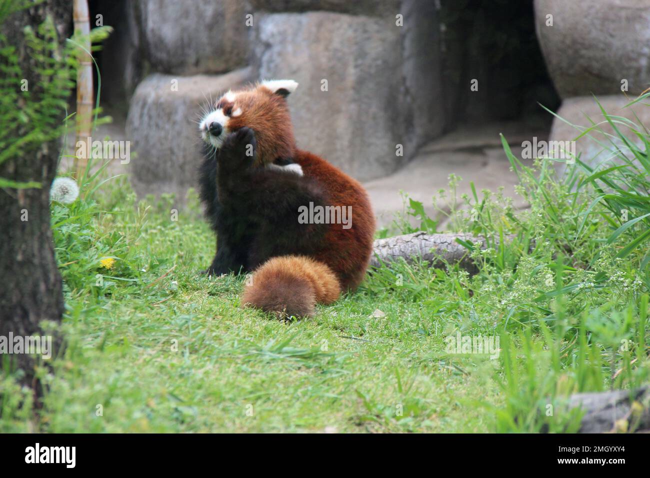 red panda in a zoo in osaka (japan Stock Photo - Alamy
