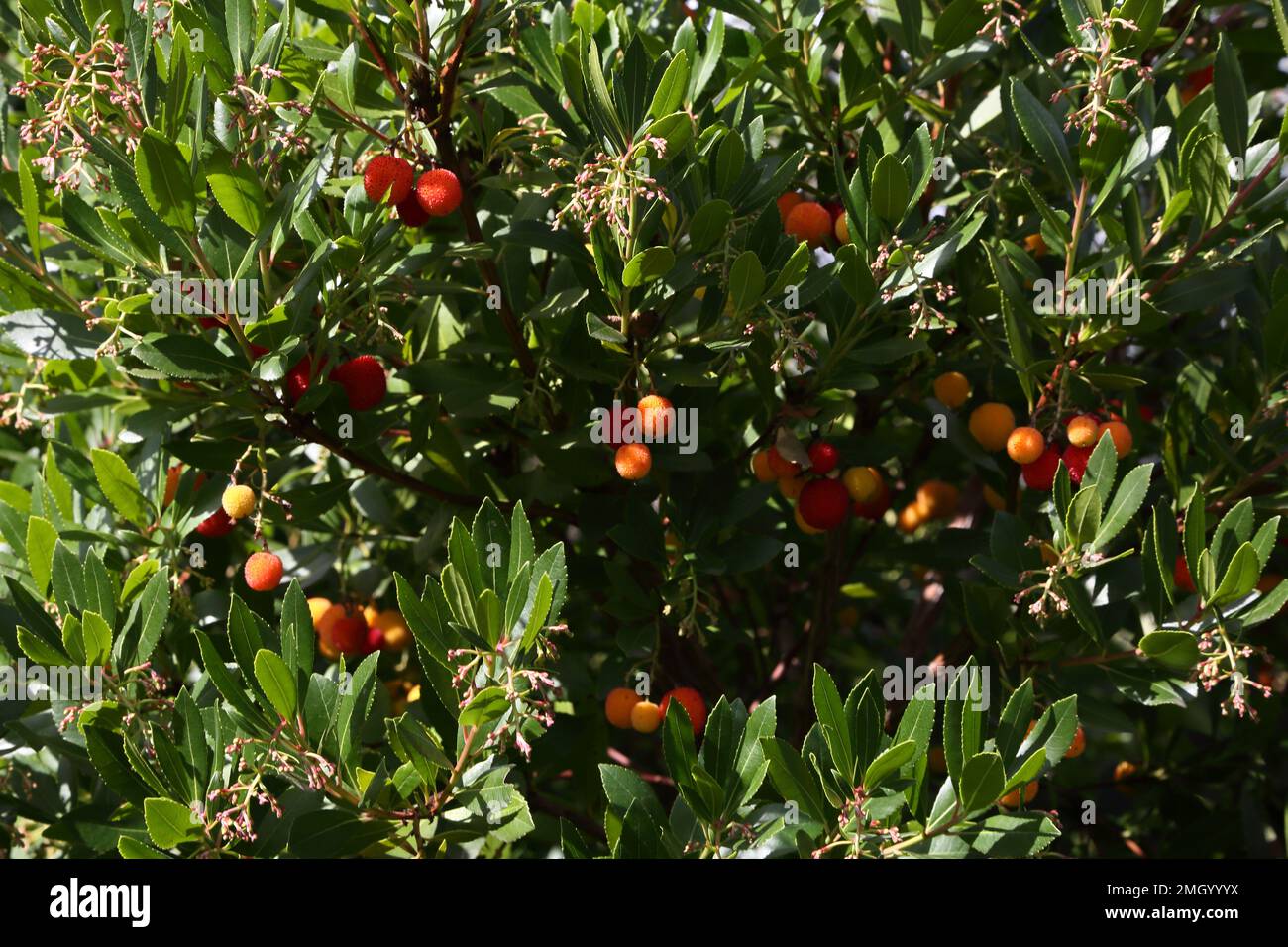 Native western europe hi-res stock photography and images - Alamy