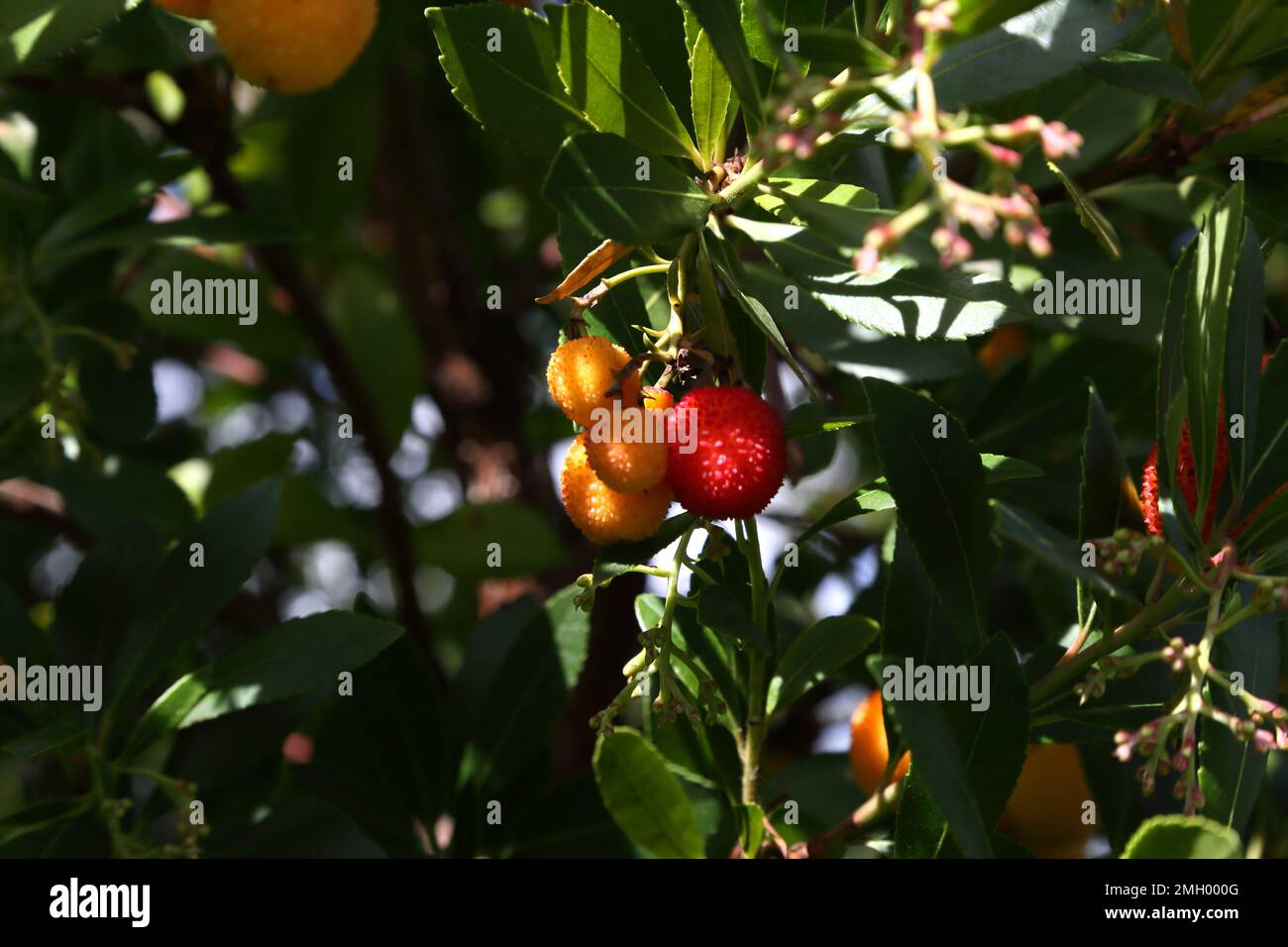 Strawberry Tree (Arbutus unedo) is an evergreen shrub or small tree in ...