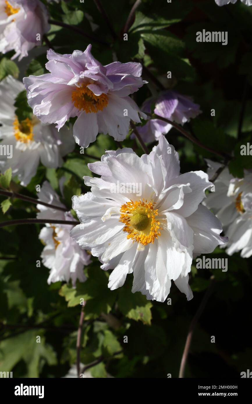 Japanese Anemone 'Frilly Knickers' Stock Photo - Alamy