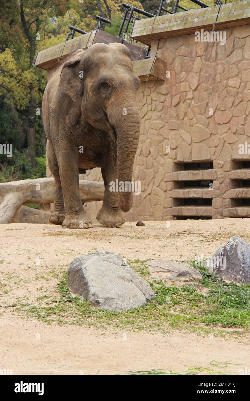 asian elephant in a zoo in osaka (japan Stock Photo - Alamy