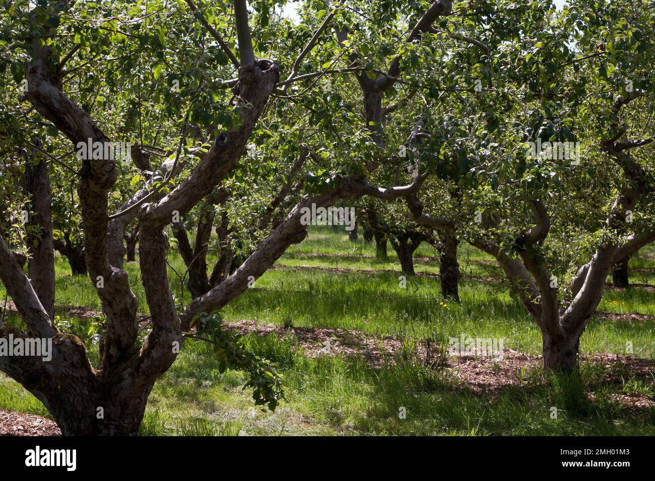 apple trees in spring wisley surrey england Stock Photo - Alamy