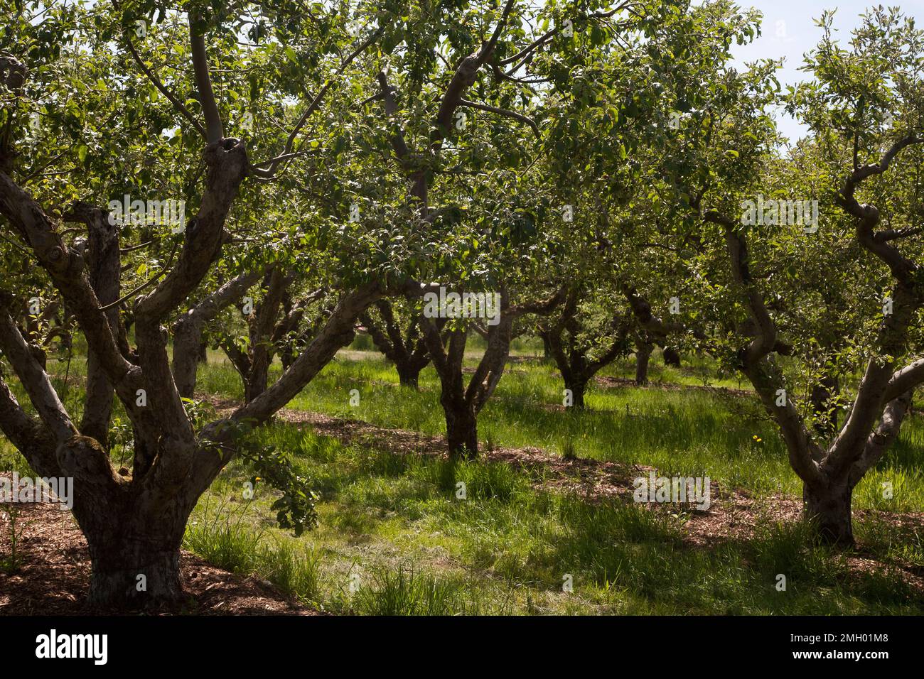apple trees in spring wisley surrey england Stock Photo - Alamy