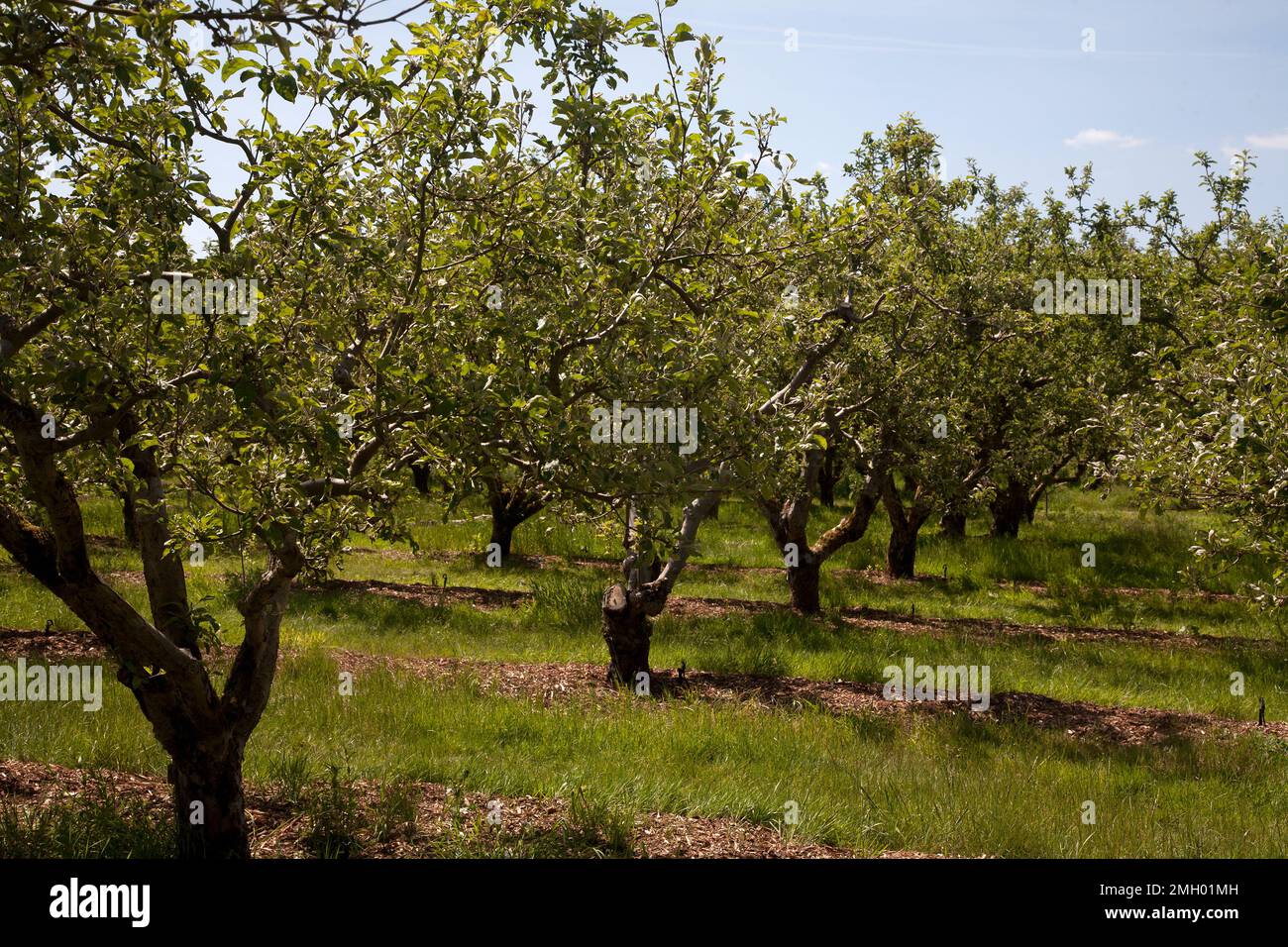 apple trees in spring wisley surrey england Stock Photo - Alamy