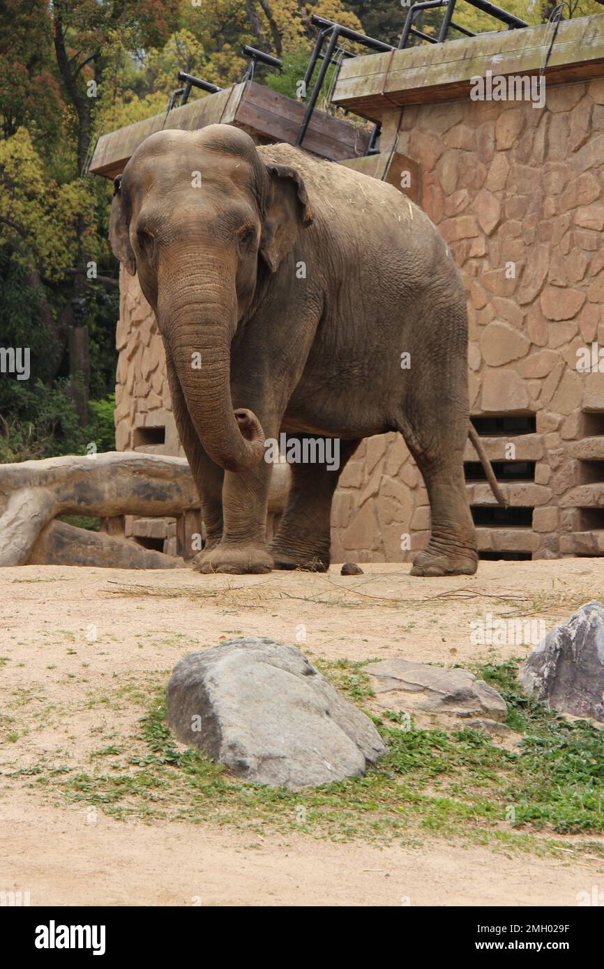 Zoo japonais hi-res stock photography and images - Alamy