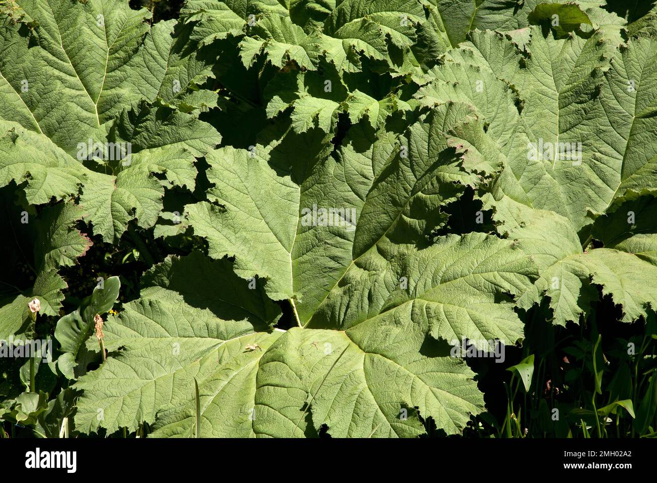 gunnera cryptica growing in wisley surrey england Stock Photo - Alamy