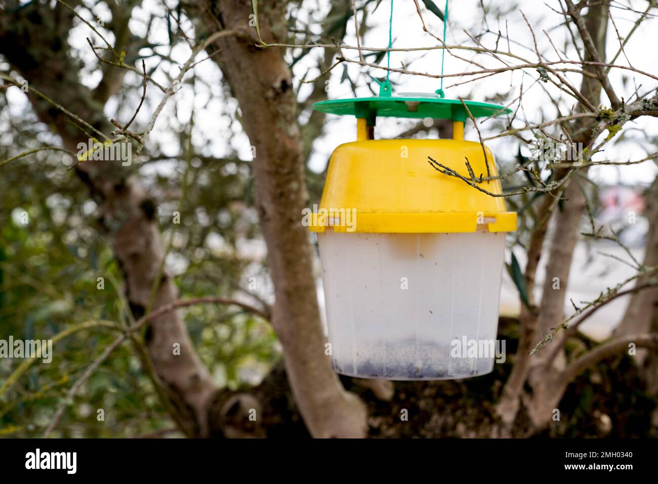 plastic asian bumblebee trap in europe to stop insect invasion Stock ...