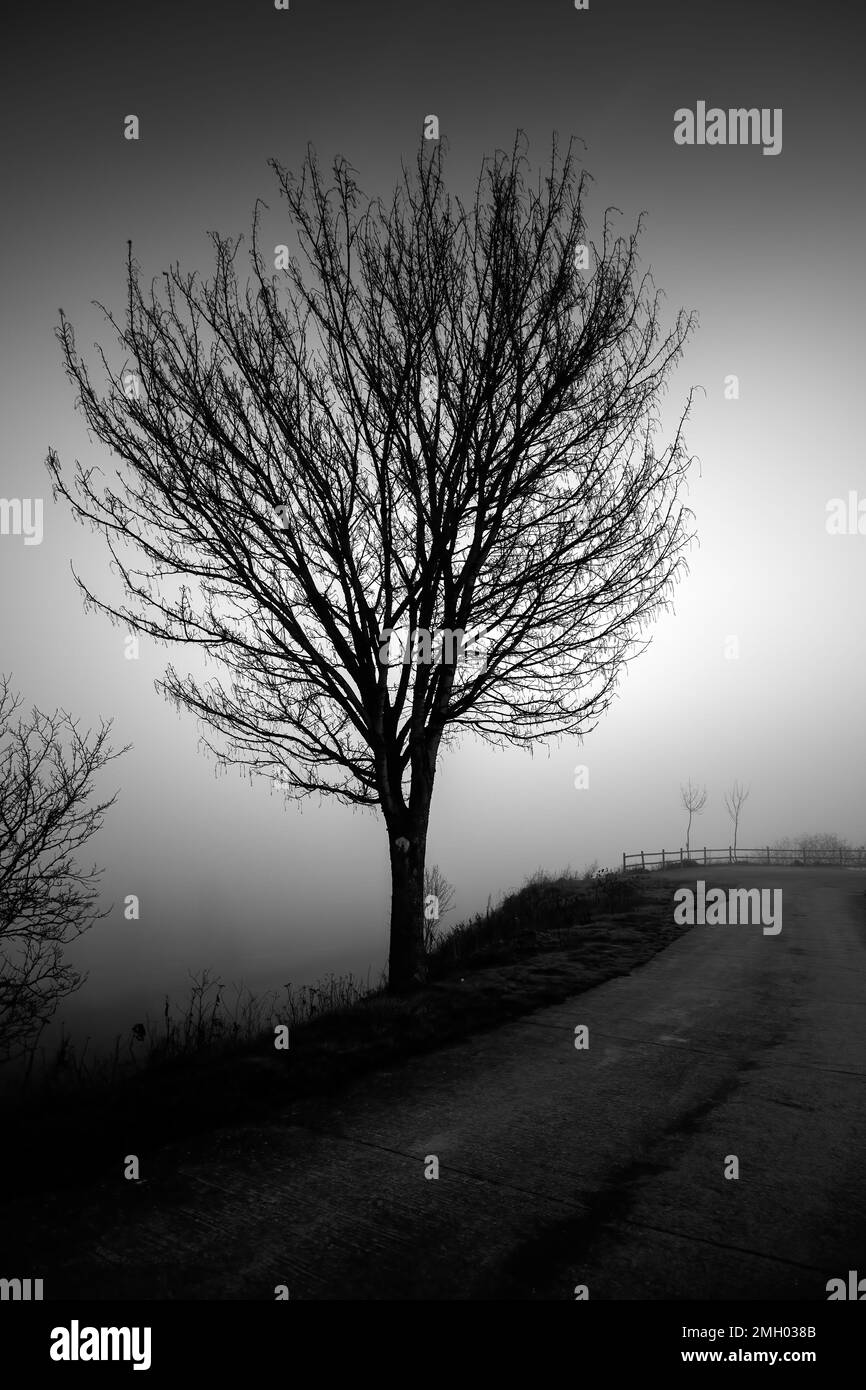 Detail of dark and gloomy forest in nature, fear and terror Stock Photo ...