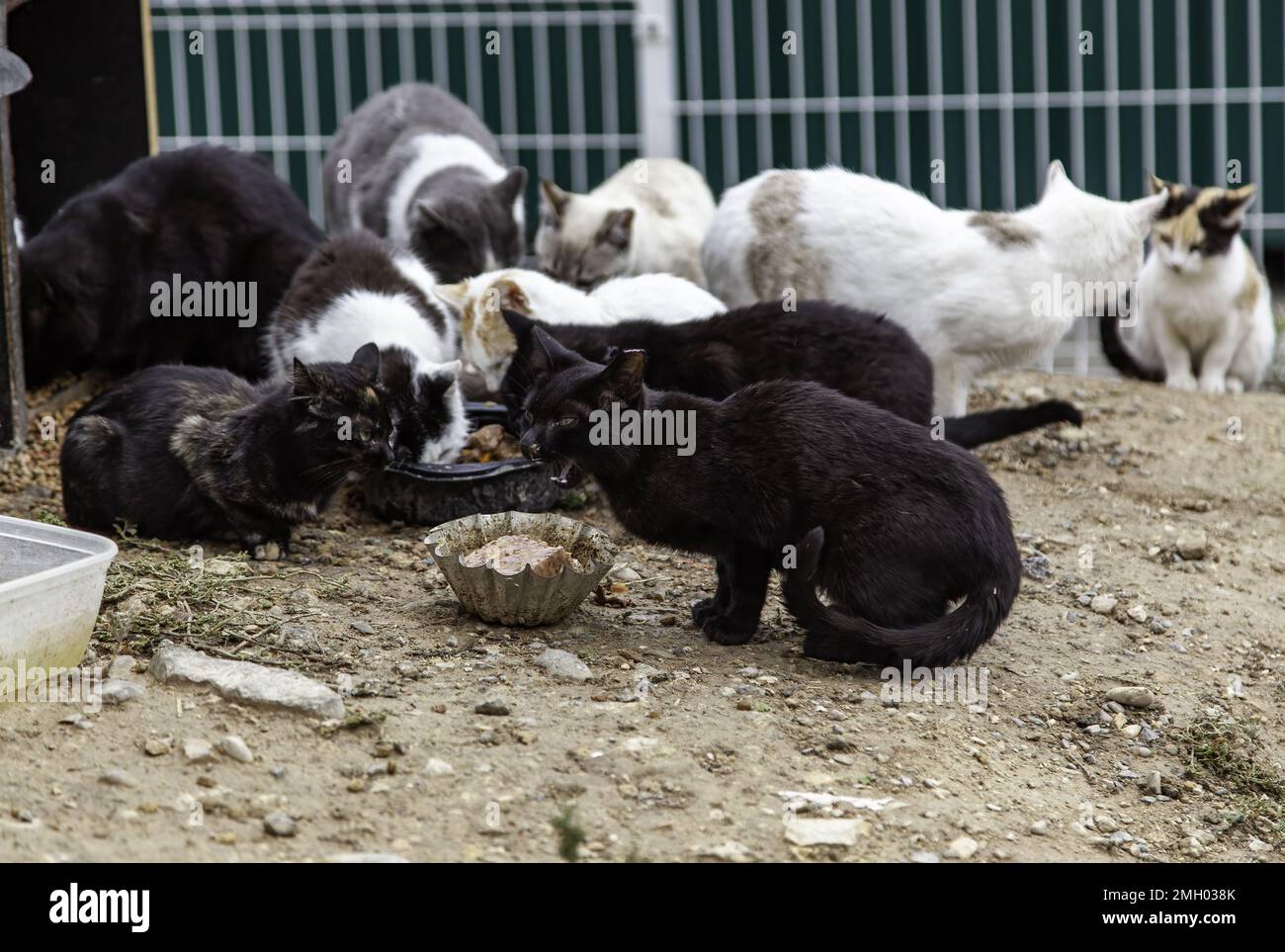 Abandoned street cats, stray animals, pets Stock Photo - Alamy