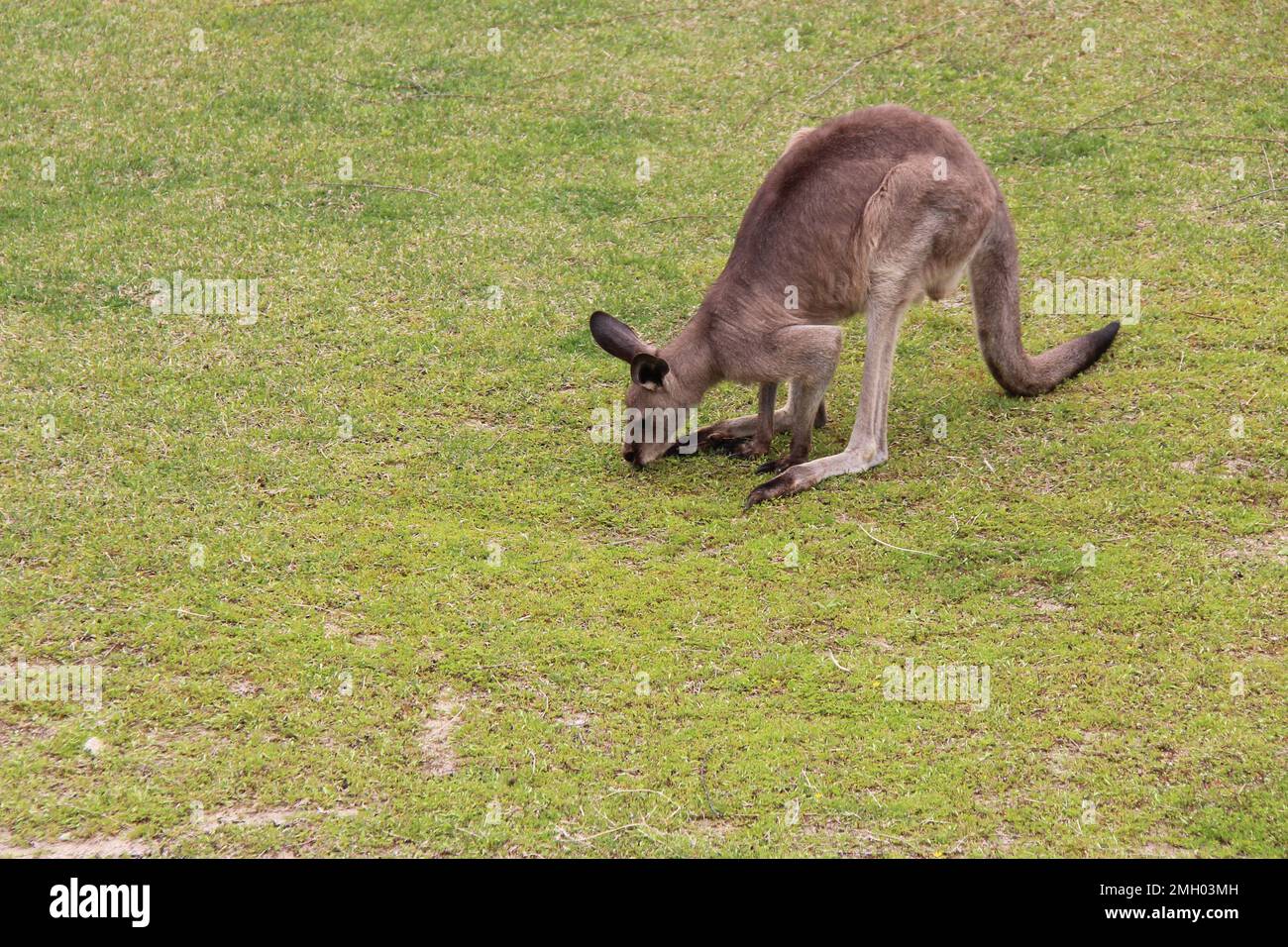 in a zoo in osaka (japan Stock Photo - Alamy
