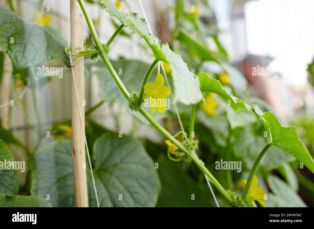 Natural cucumber grows in a greenhouse. Growing fresh vegetables in a ...