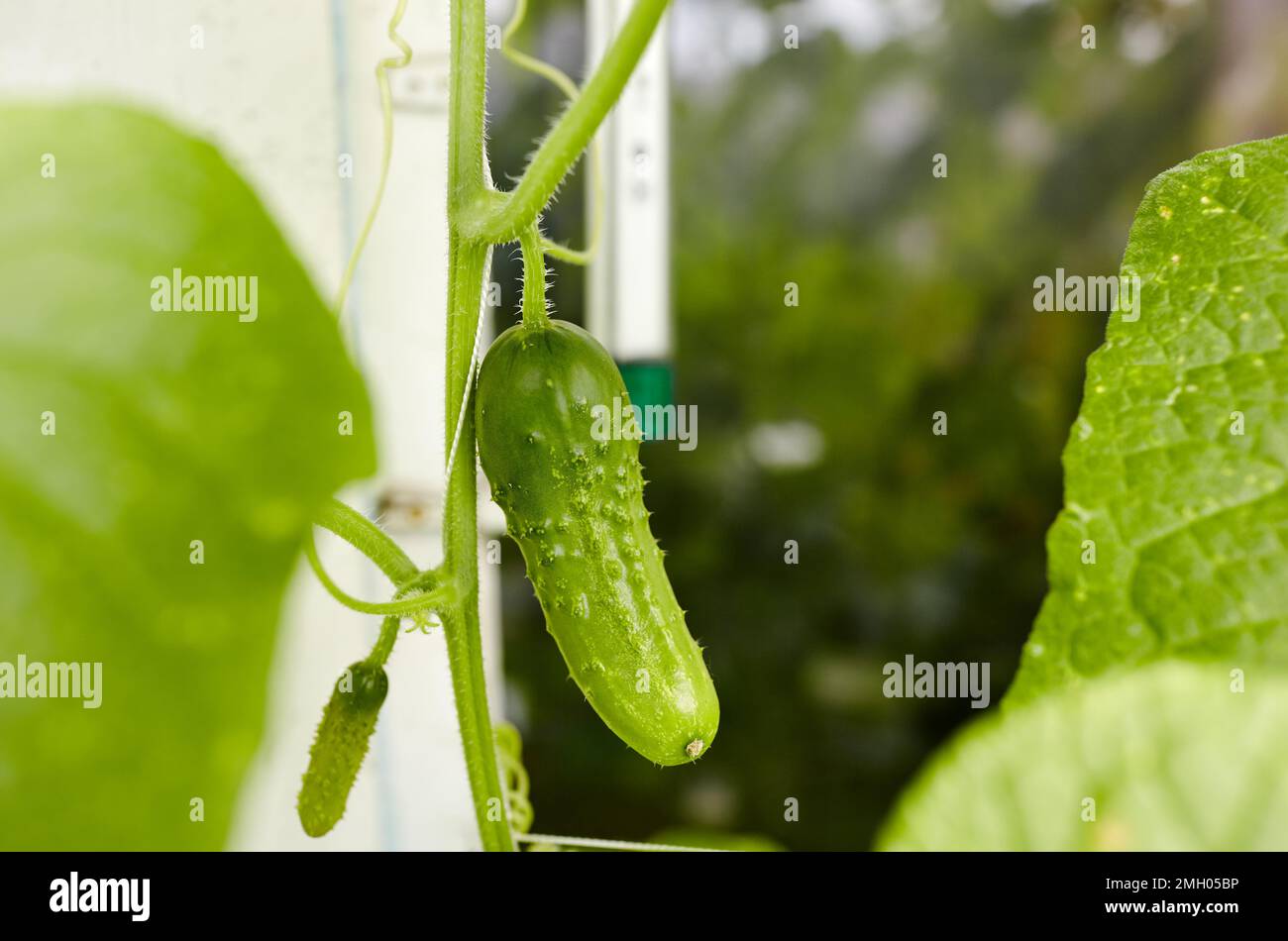 Natural cucumber grows in a greenhouse. Growing fresh vegetables in a ...