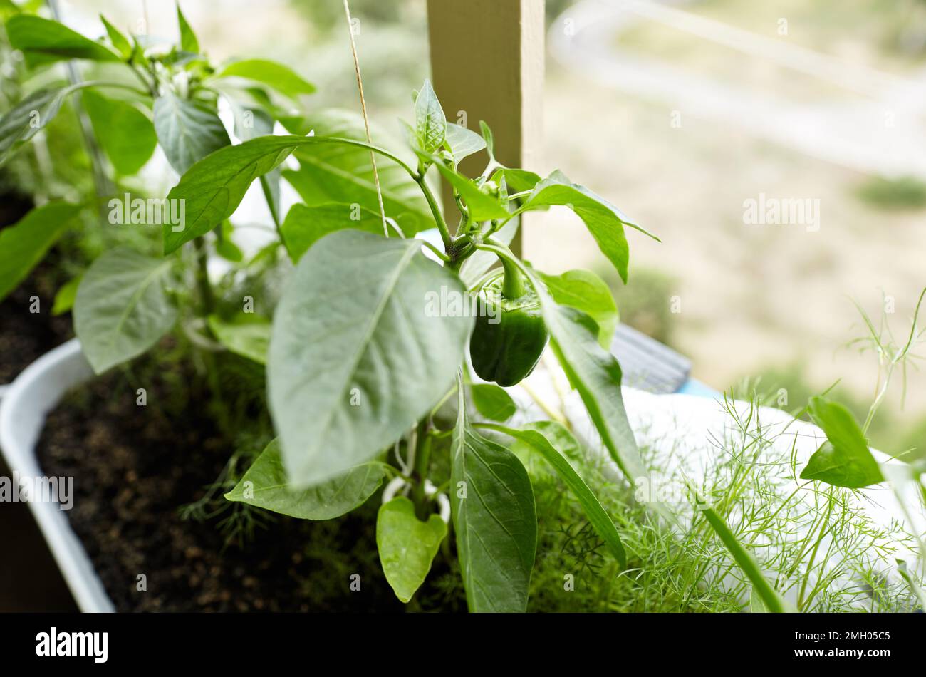 Green peppers grows in a greenhouse. Growing fresh vegetables at farm Stock Photo - Alamy