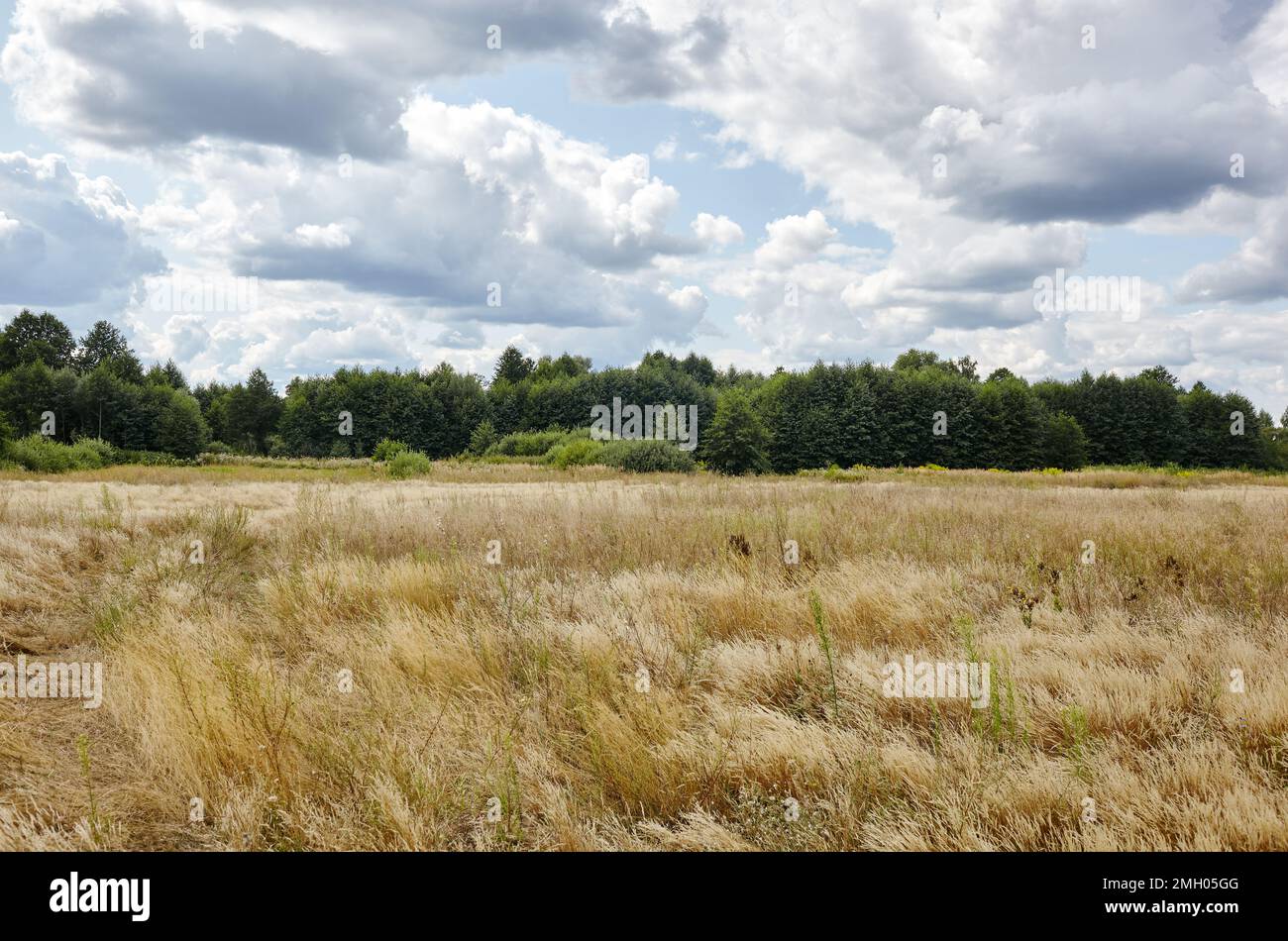 Bright summer forest against the sky and meadows. Beautiful landscape ...