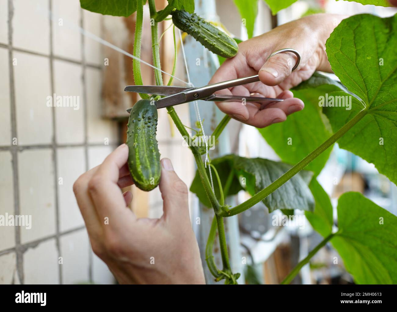 Men's hands harvests cuts the cucumber with scissors. Farmer man ...