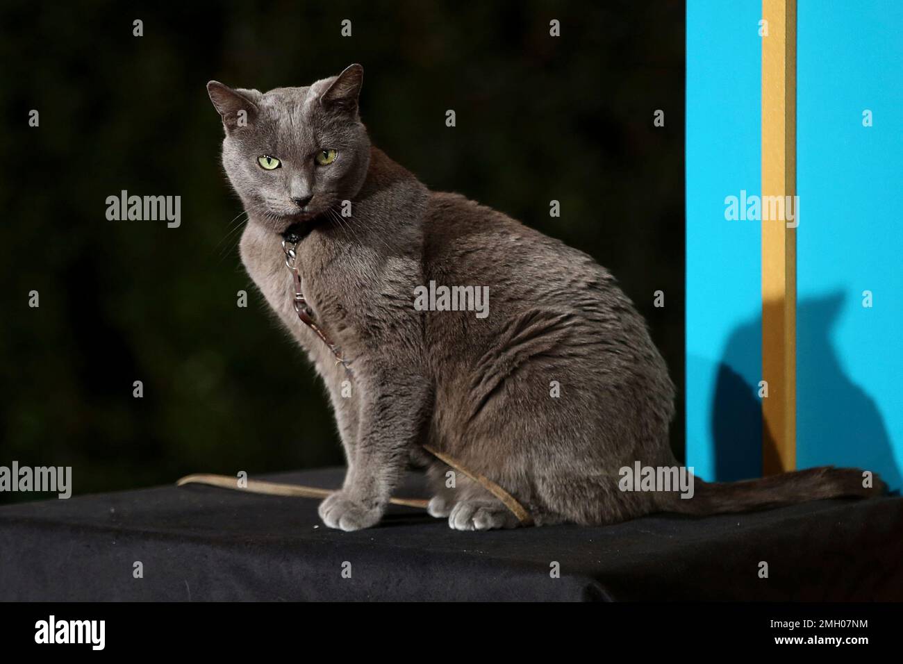 Boris the Cat attends the Los Angeles Premiere of "Outlander" Season 5 ...