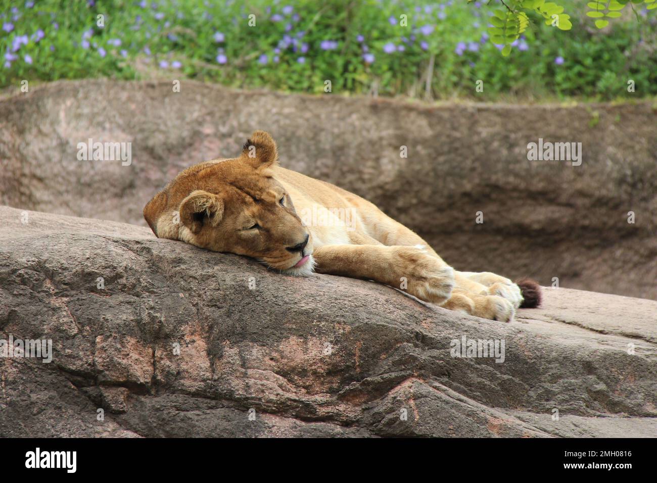 lioness in a zoo in osaka (japan Stock Photo - Alamy
