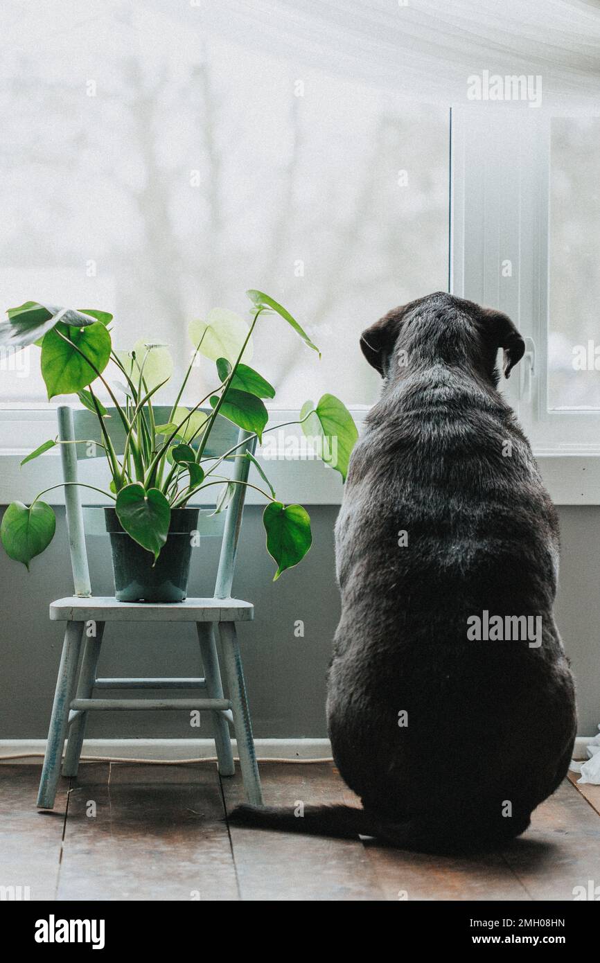 chunky dog sitting beside a plant, looking out the window Stock Photo ...