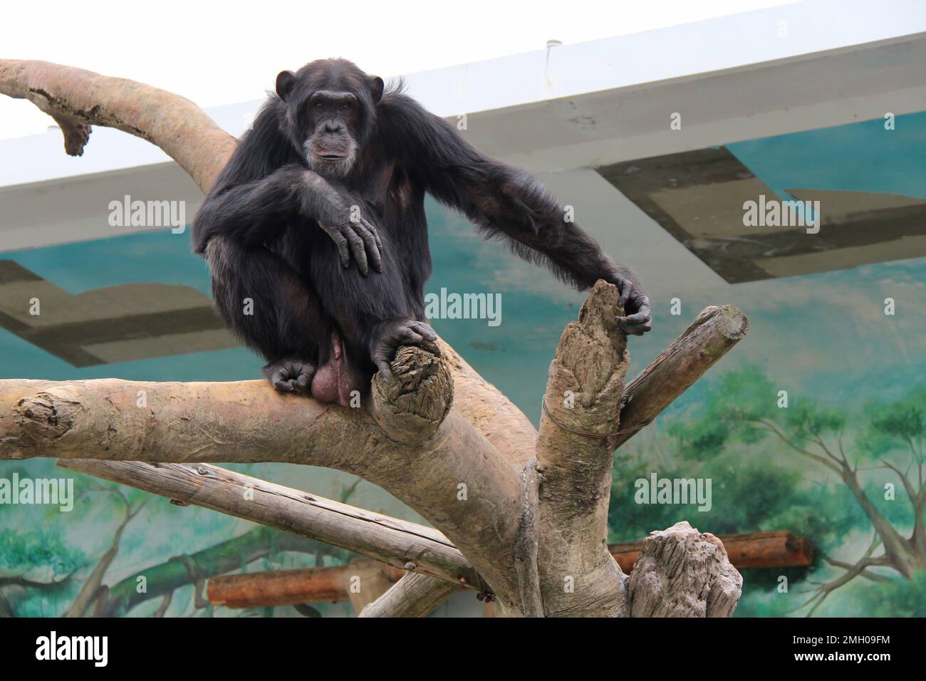 chimpanzee in a zoo in osaka (japan Stock Photo - Alamy