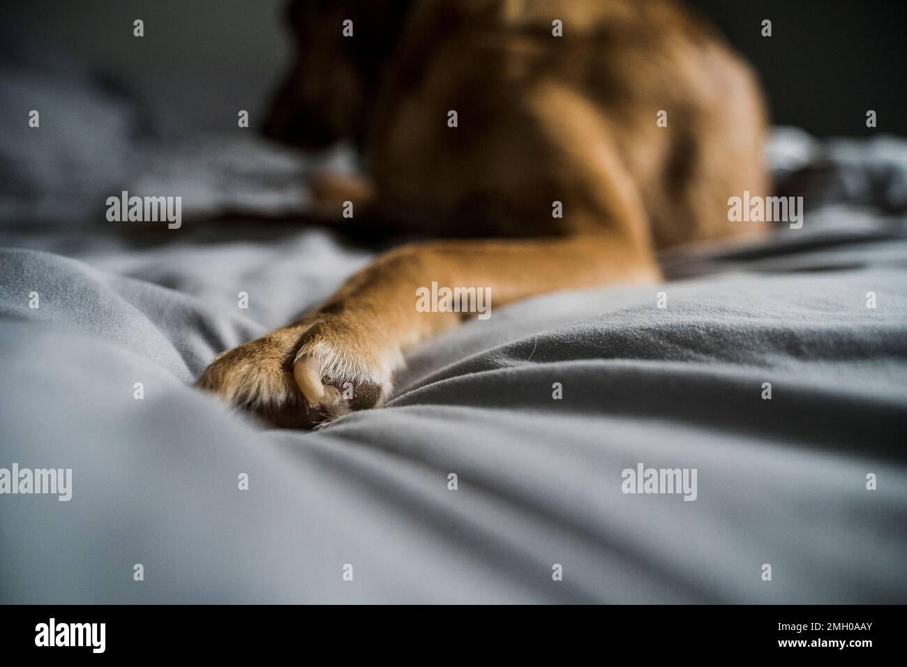 Soft brown dog hi-res stock photography and images - Alamy