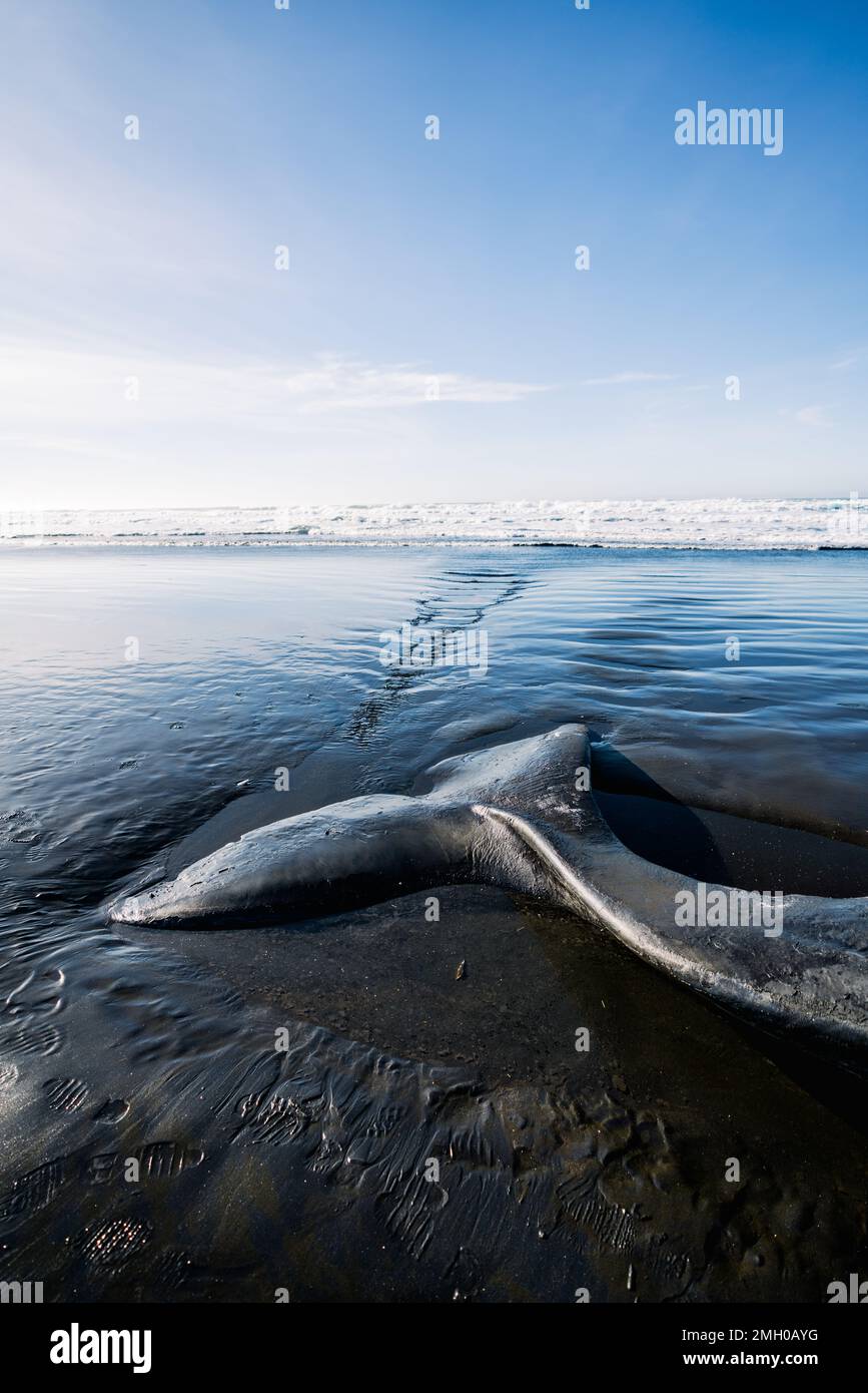 Cropped view of the tail of a washed up sperm whale Stock Photo - Alamy