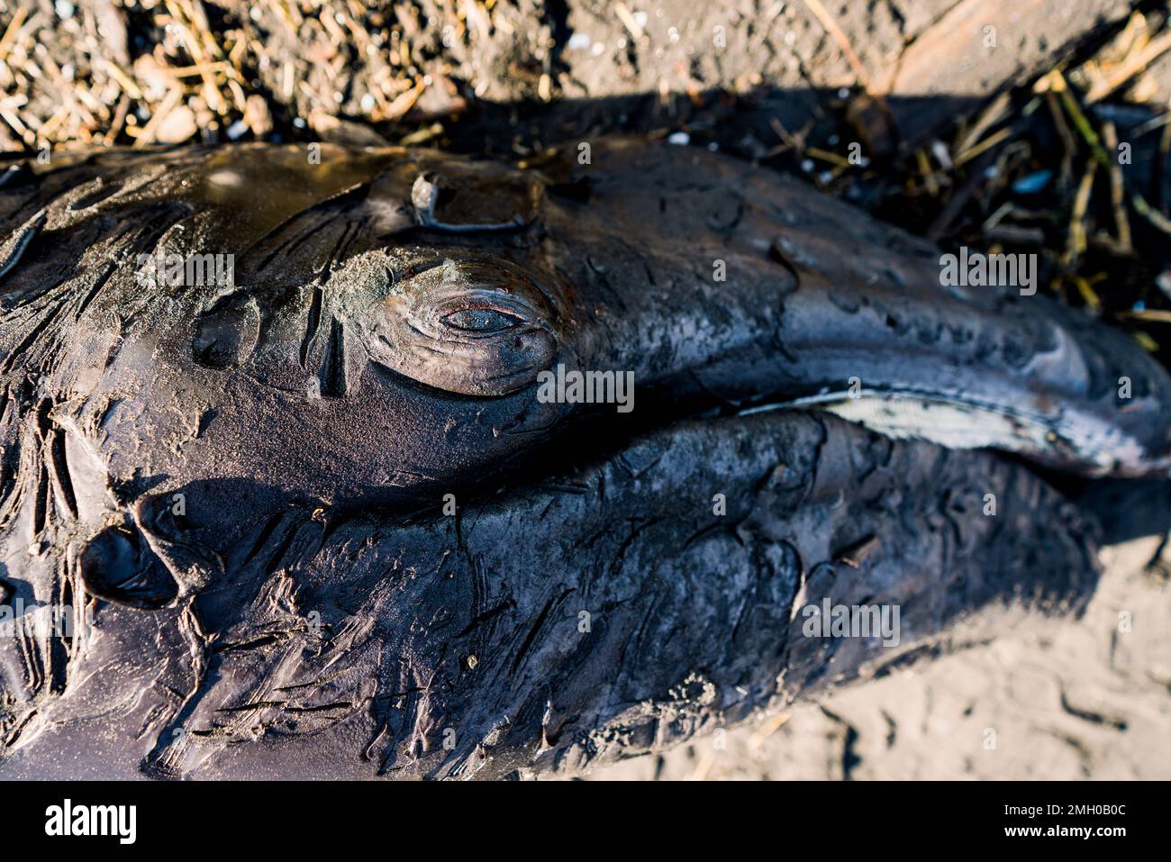 Closeup view deceased gray hi-res stock photography and images - Alamy