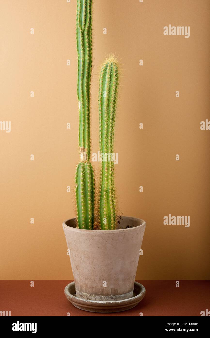 Little cactus on a brown table Stock Photo - Alamy