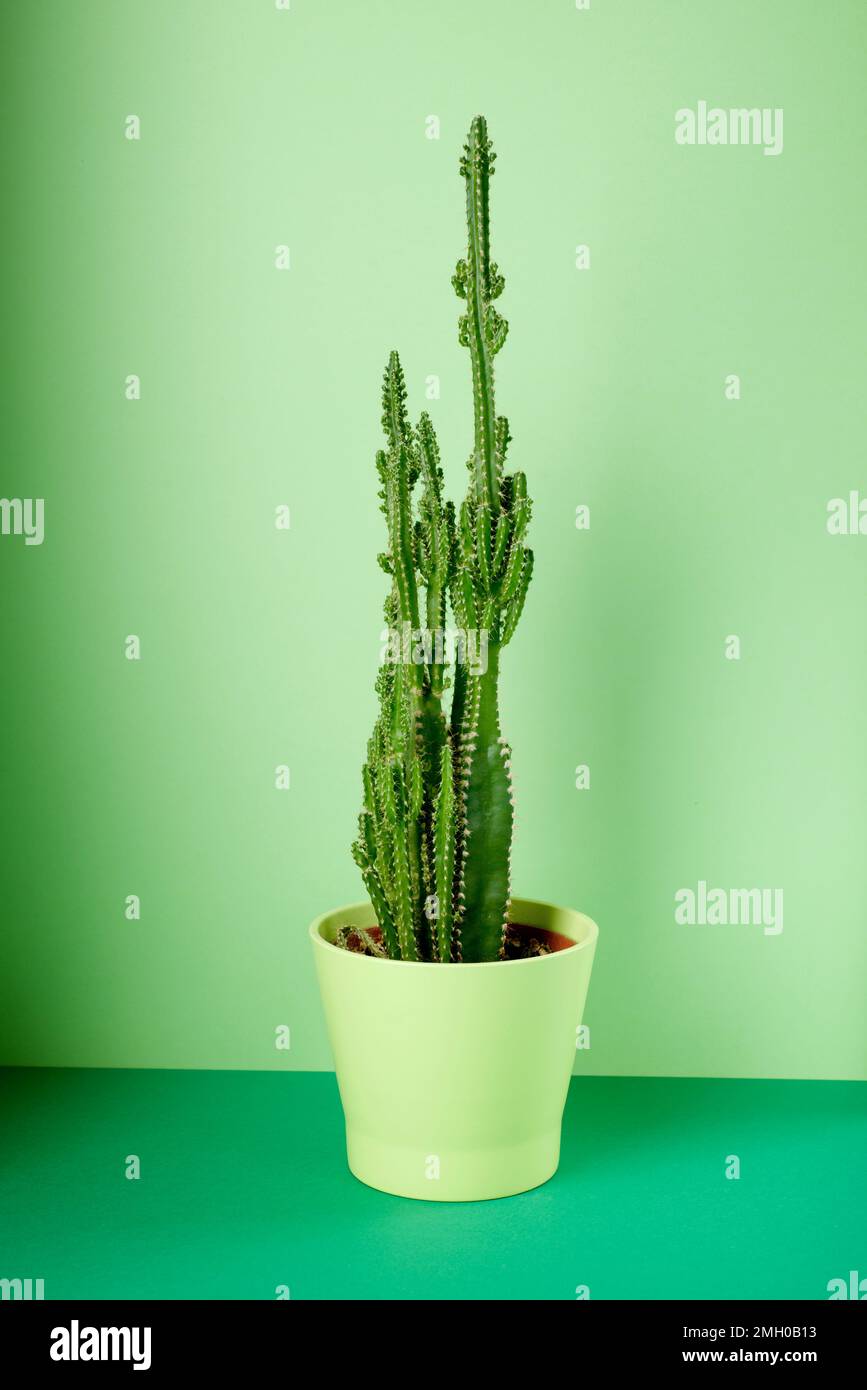 Little cactus on a green table Stock Photo - Alamy