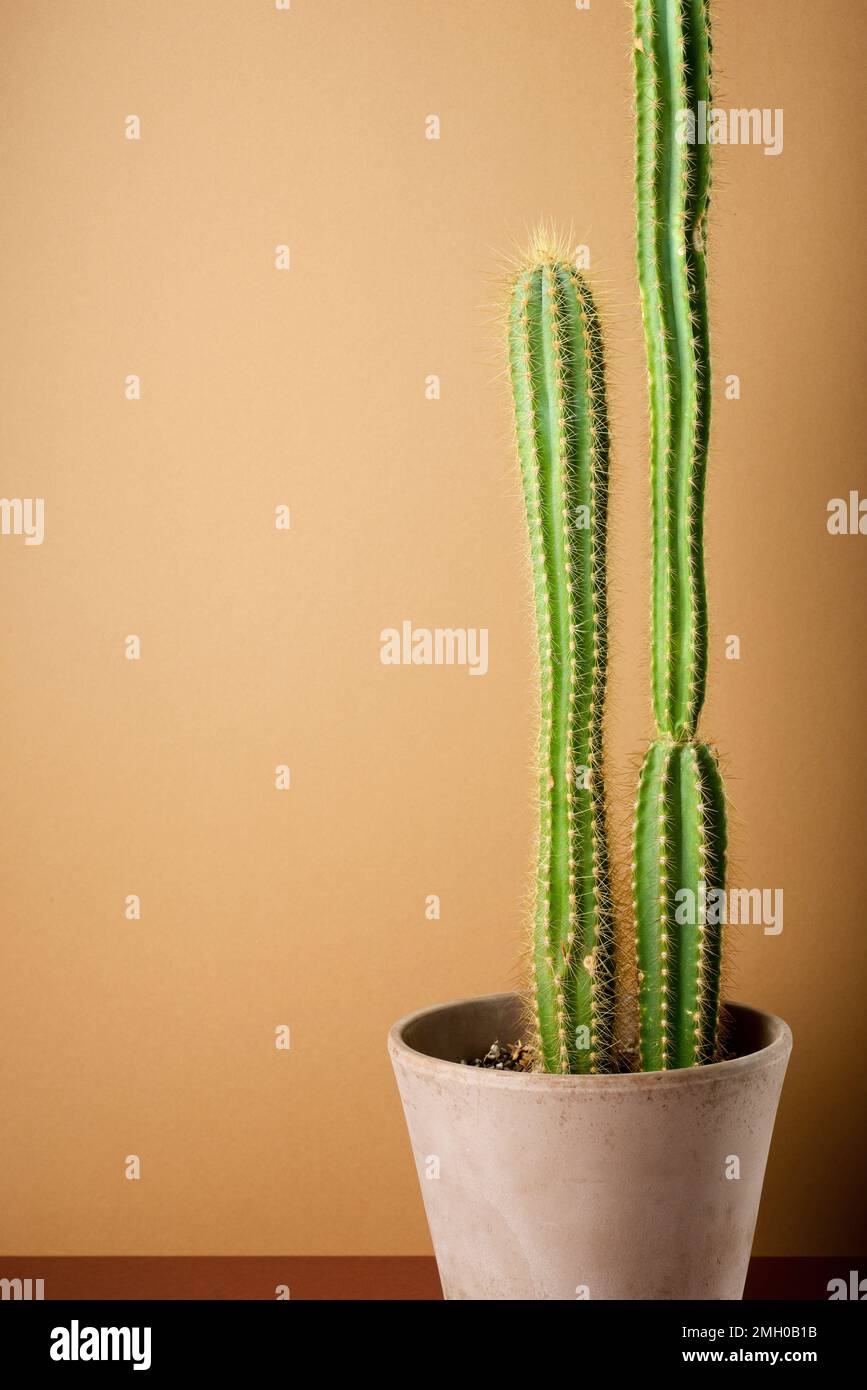 Little cactus on a brown table Stock Photo - Alamy