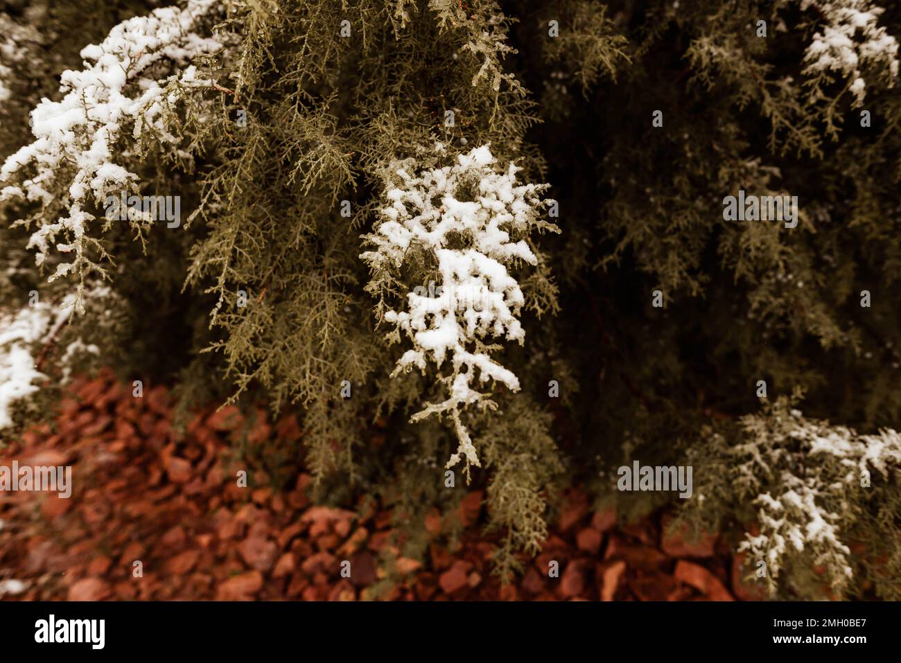 Snow covered Cedar Tree for Winter Stock Photo - Alamy